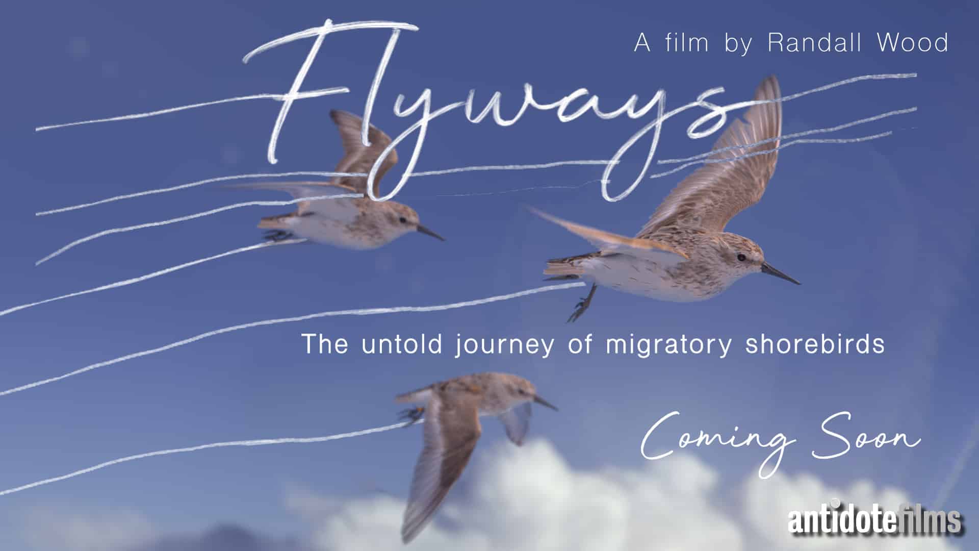 Flyways Documentary - Antidote Films