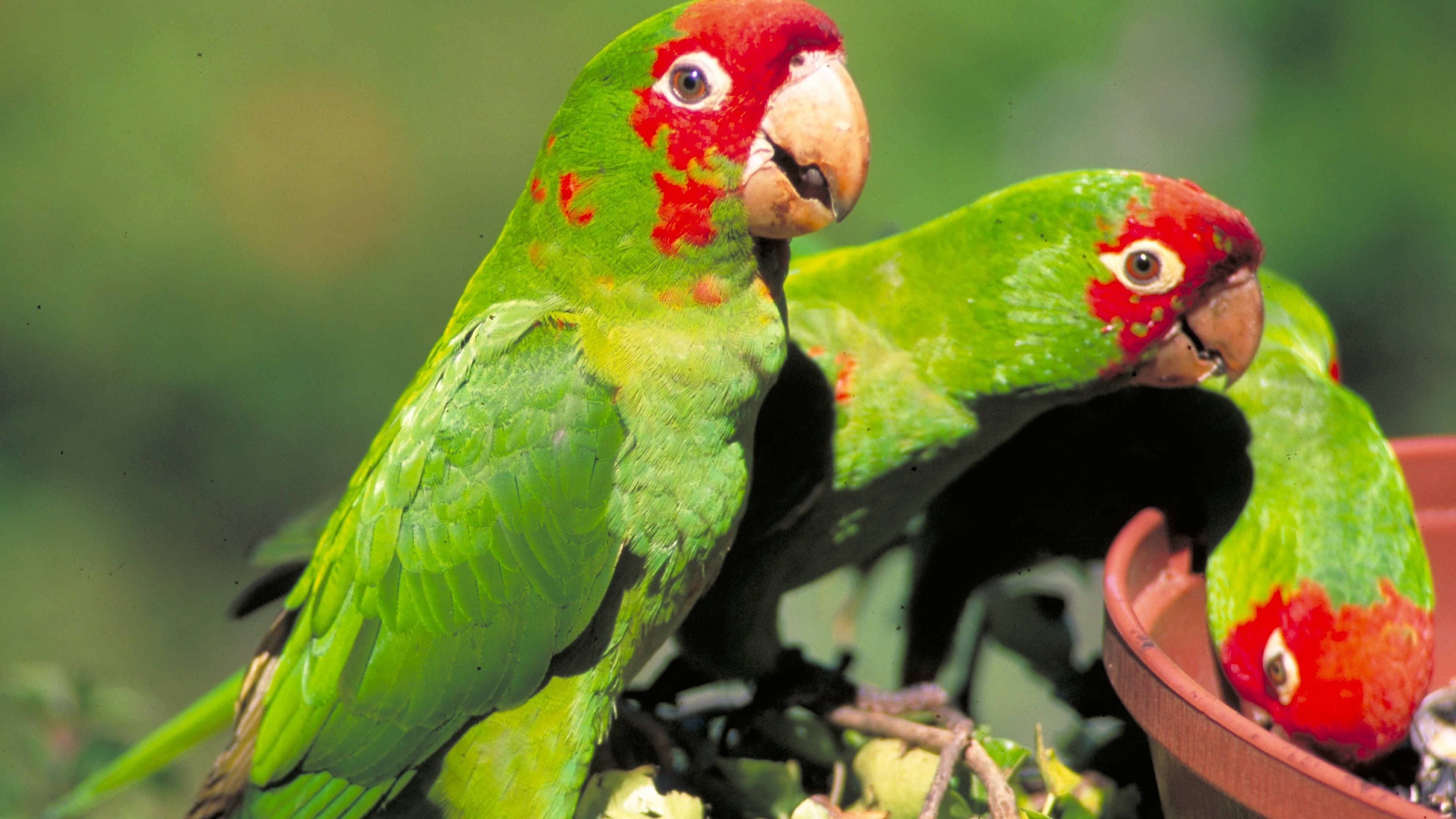 The Wild Parrots of Telegraph Hill - Antidote Films