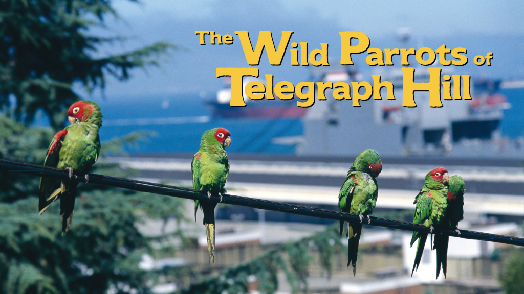 The Wild Parrots of Telegraph Hill - Antidote Films
